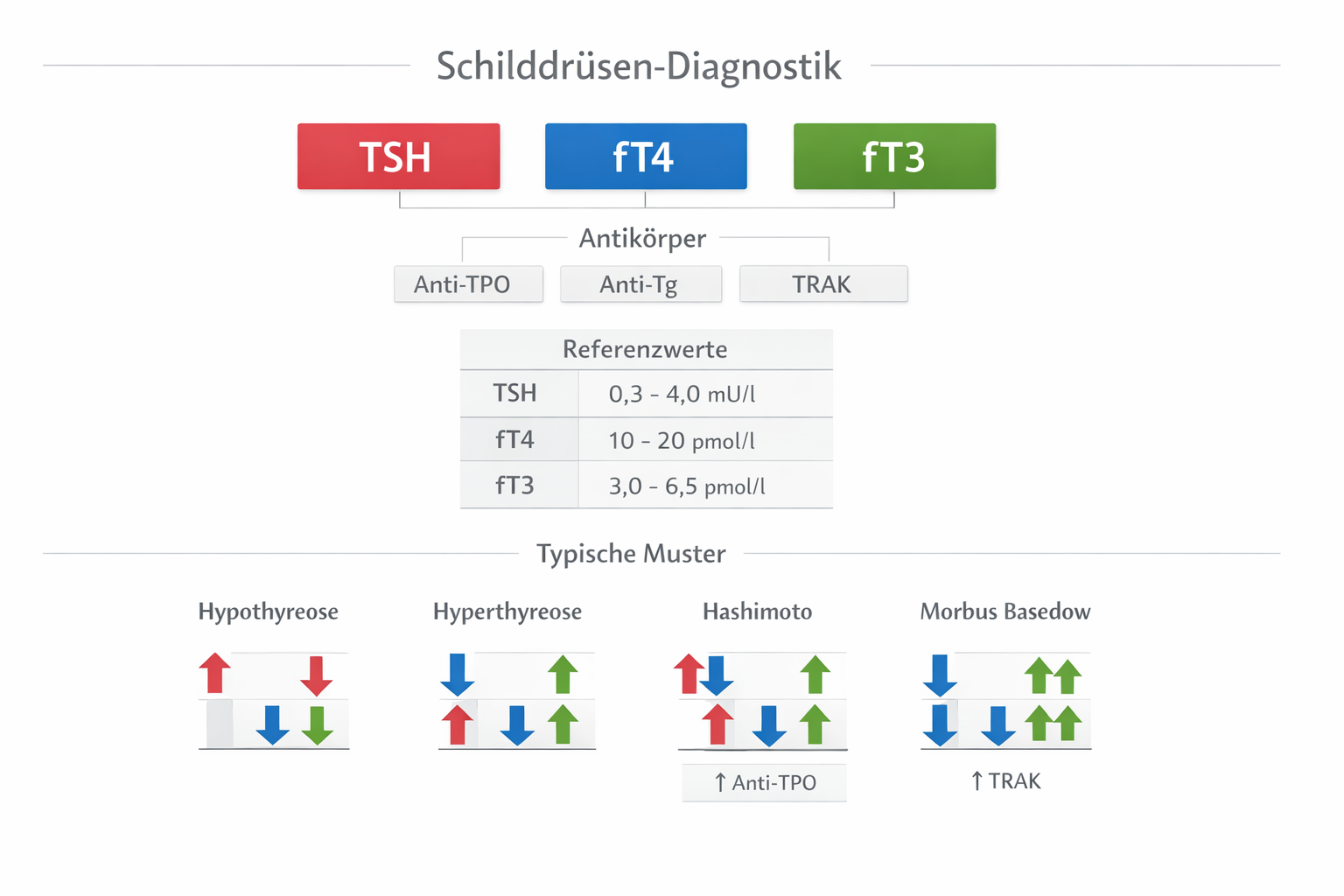 Schilddrüsenwerte verstehen: TSH, fT3, fT4 – Revitera Schweiz